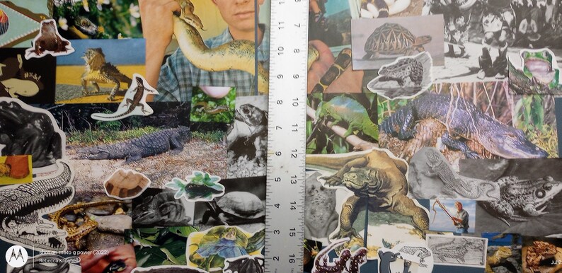 REPTILES / AMPHIBIANS [#2] Collage Cutout Bundle Pack: 50+ REPTILE ...