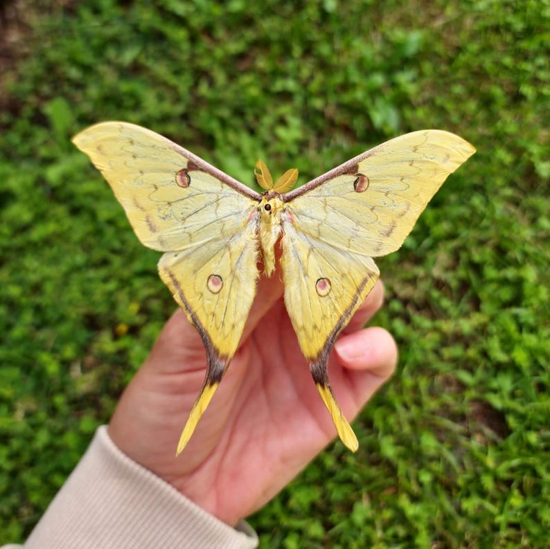 Actias Sinensis Moth Specimen | Papered Moon Moth | Ethically Sourced ...