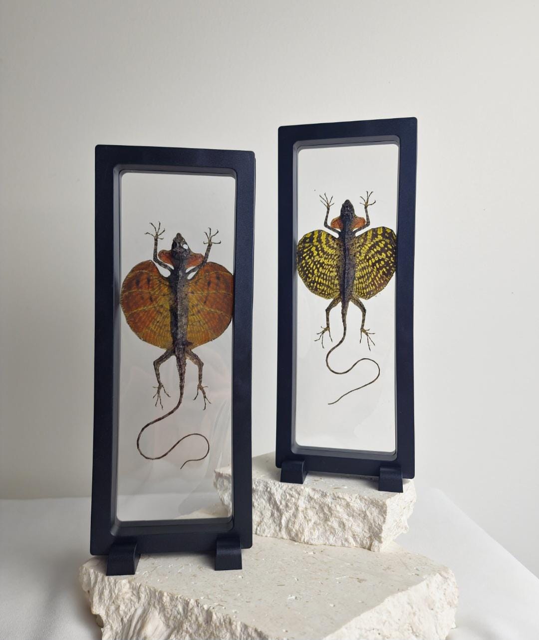 Framed Draco Haematopogon: 23cm Floating Frame, Ethically Sourced ...