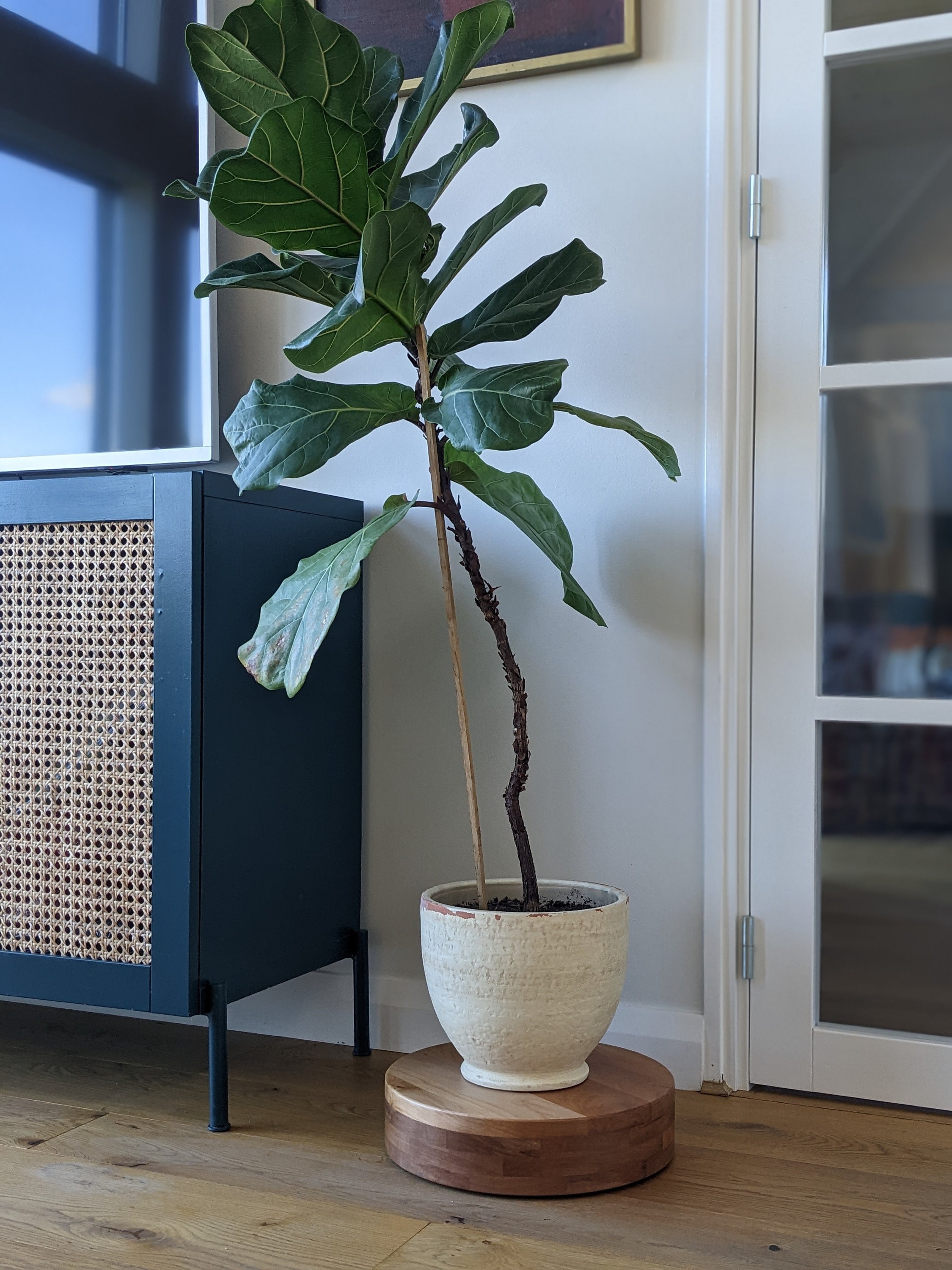 PEAR 13"| Plant Stand With Wheels, Modern Plant Caddy, Practical Gift ...