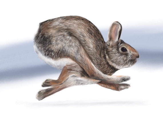 Rabbit Running Drawing