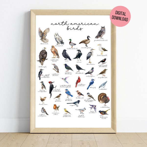 North American Birds Poster - Etsy
