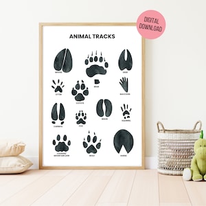 Watercolor Animal Tracks Poster, Homeschool Printable, Nature Study ...