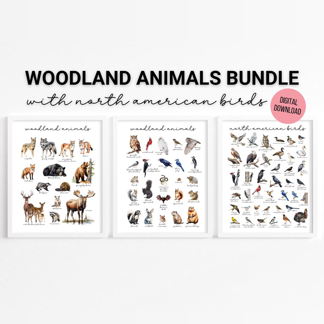 Watercolor Woodland Animals & Birds Posters: Homeschool Nature Study ...