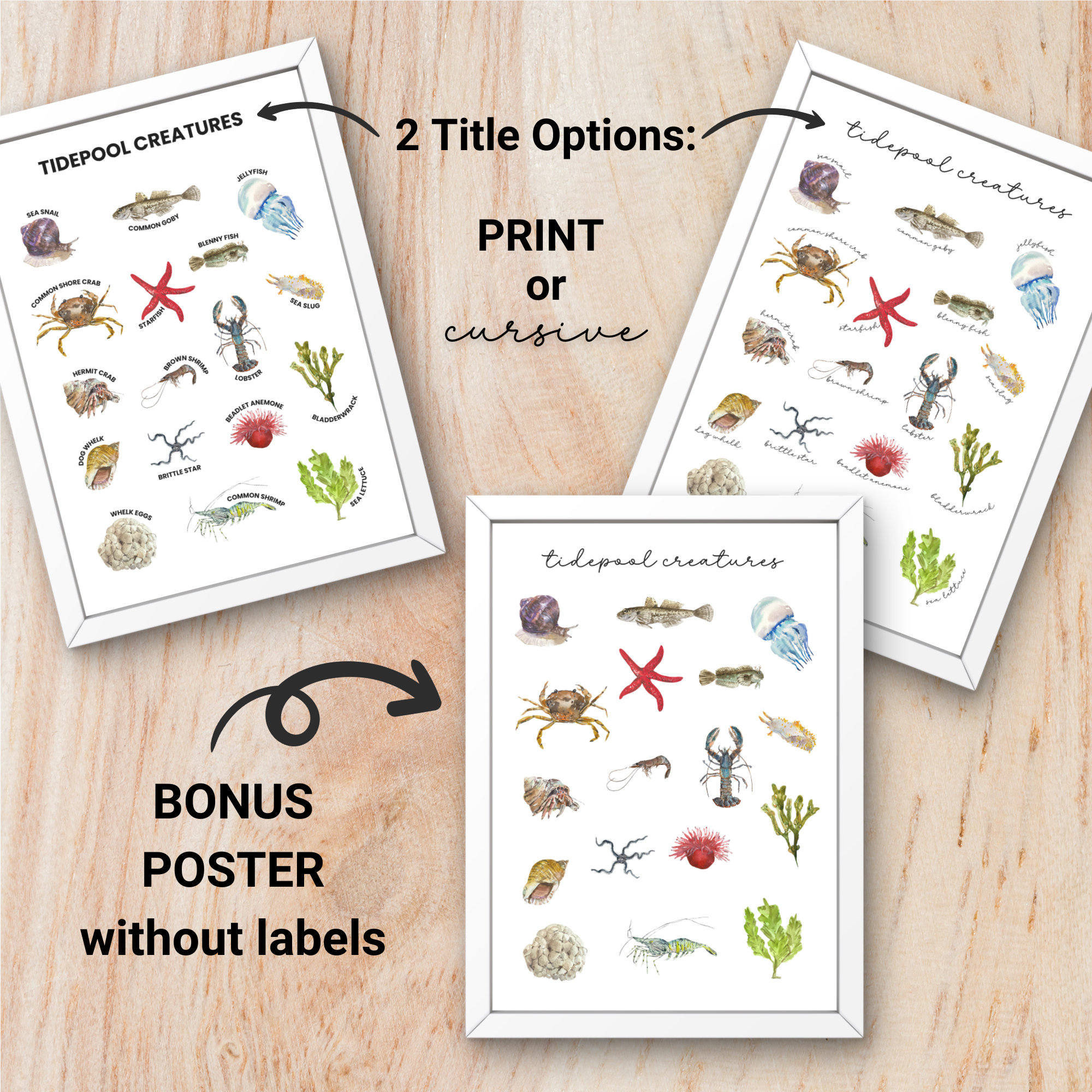 Watercolor Tidepool Creatures Poster: Educational Nature Wall Art ...