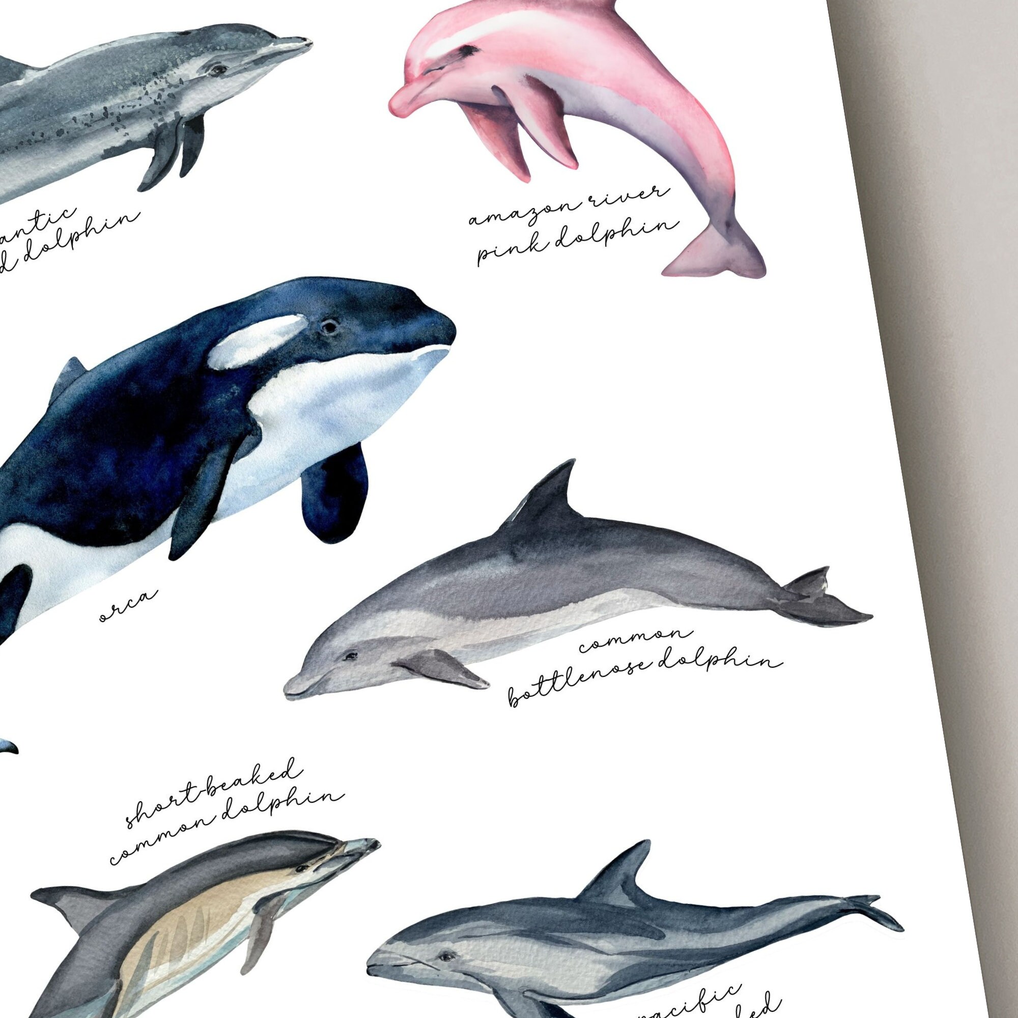 Watercolor Dolphins Poster: Sea Animals Educational Nature Wall Art ...
