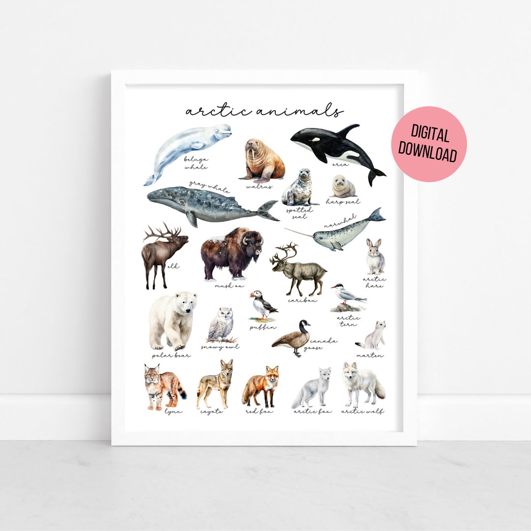 Arctic Animals Watercolor Poster, Homeschool Printable, Nature Study ...
