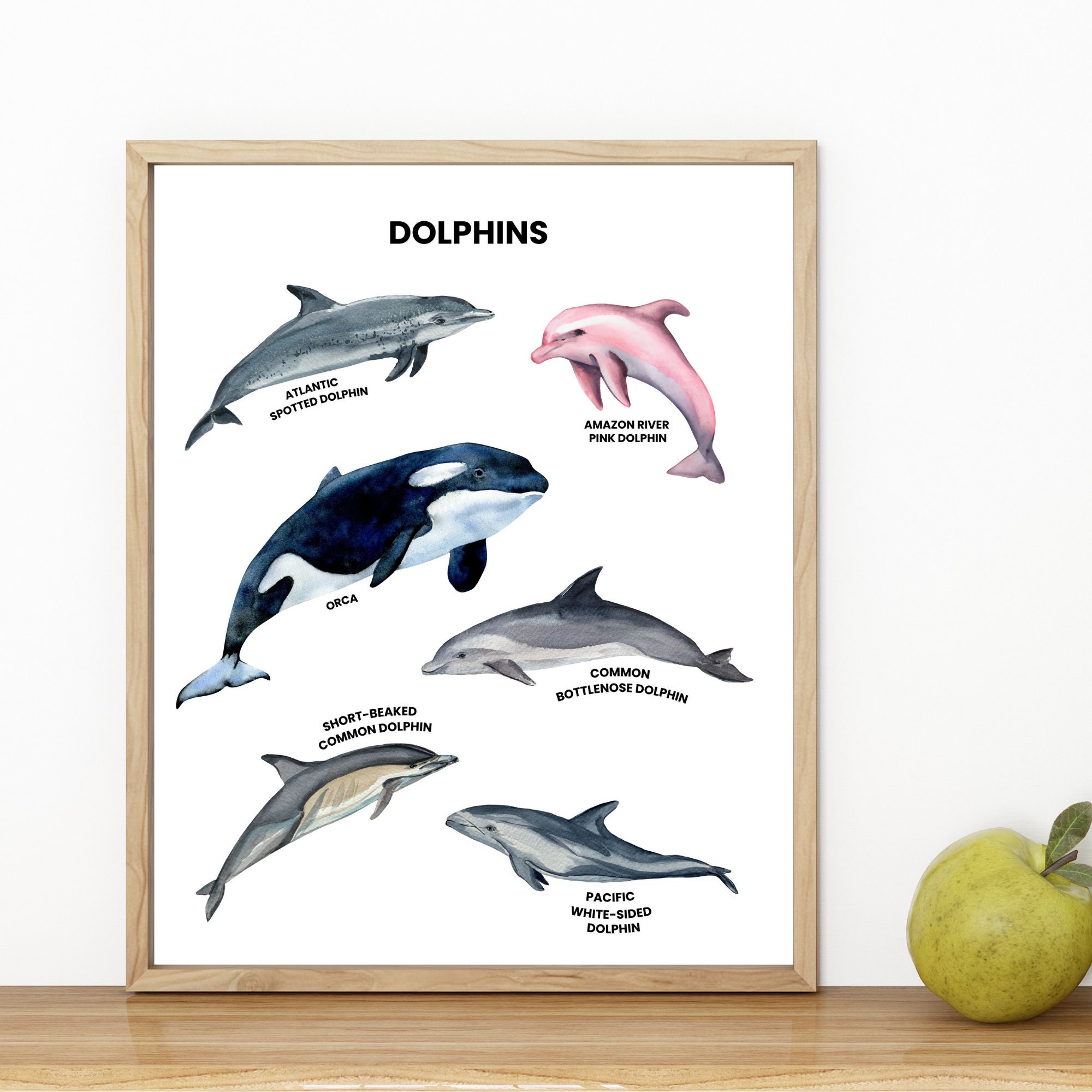 Whales Dolphins & Sharks Set of 3 Watercolor Sea Animal - Etsy