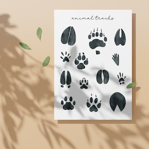 Watercolor Animal Tracks Poster, Homeschool Printable, Nature Study ...