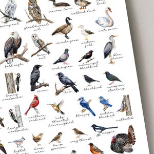 Watercolor North American Birds Poster: Homeschool Science Art (digital ...