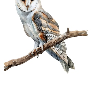 Watercolor North American Birds Flashcards: Montessori Learning ...
