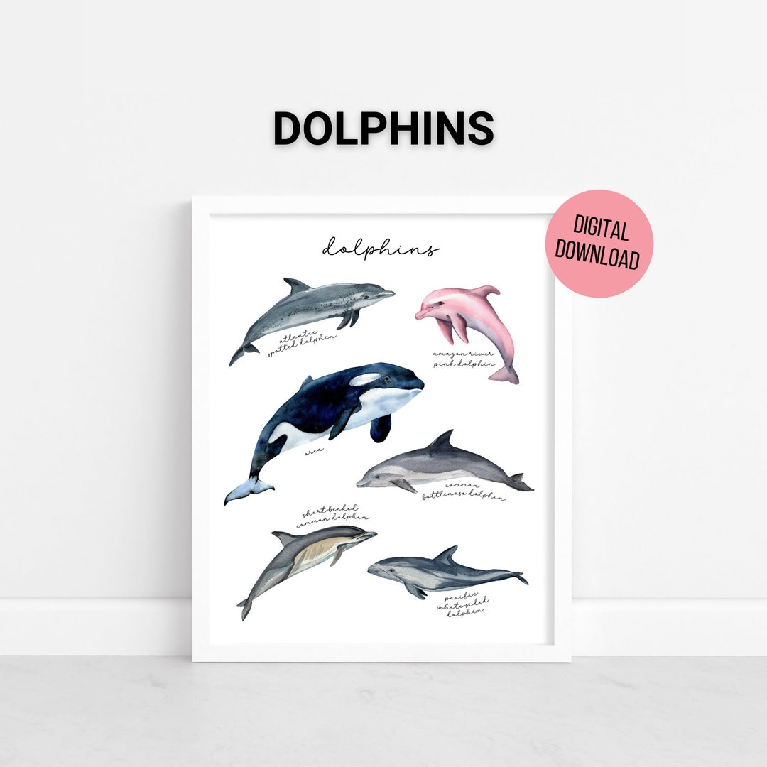 Watercolor Dolphins Poster: Sea Animals Educational Nature Wall Art ...
