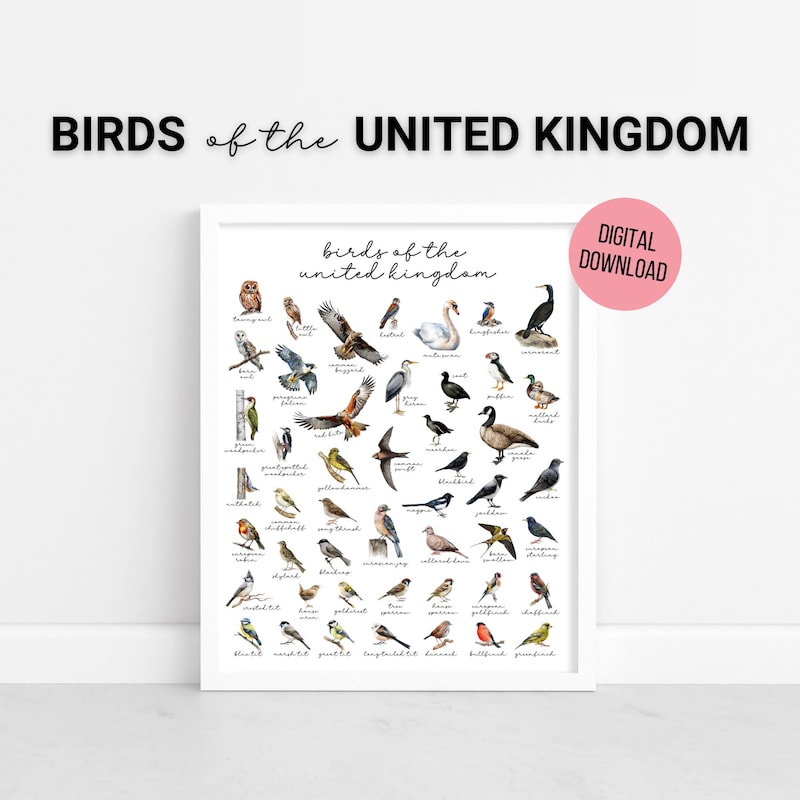British Birds Poster - Etsy UK