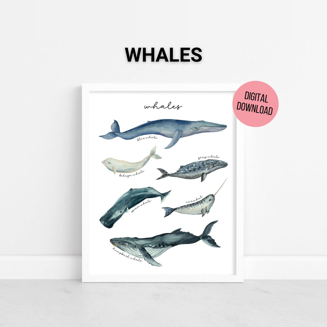 Watercolor Whales Poster, Homeschool Printable, Sea Animals ...