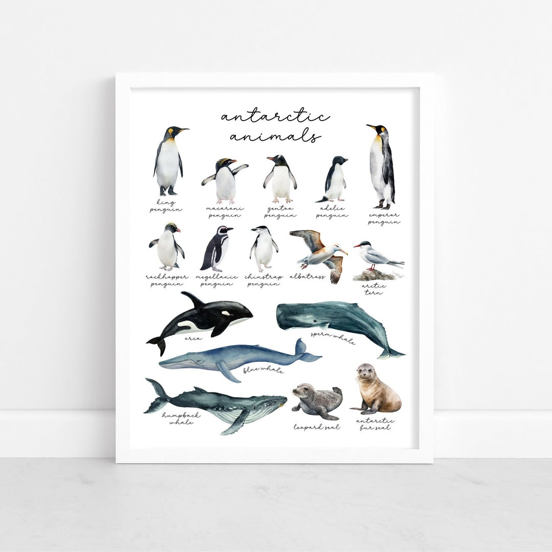 Antarctic Animals Watercolor Poster, Homeschool Printable, Nature Study ...