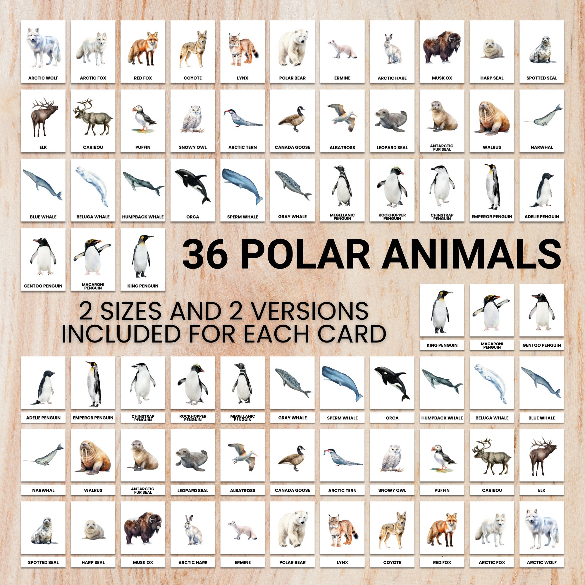 Watercolor Polar Animals Flashcards: Montessori Learning (digital ...