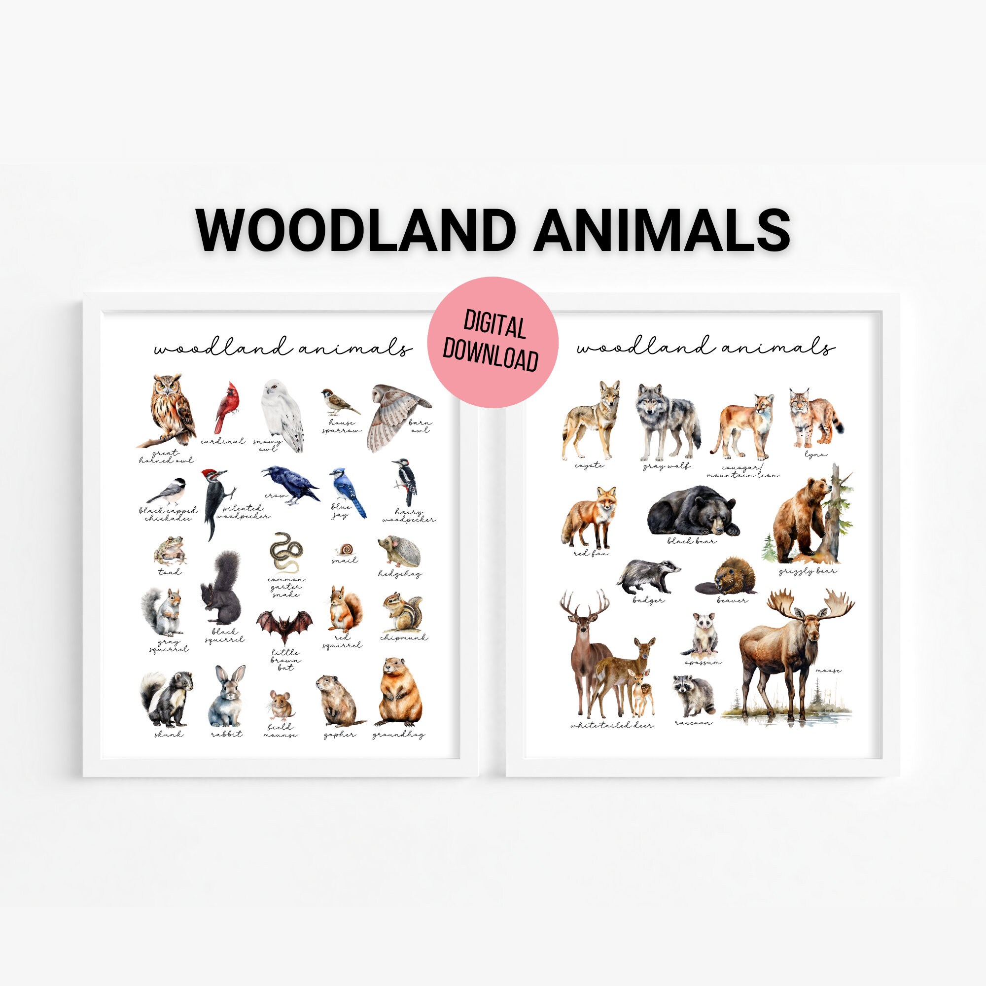 Watercolor Woodland Animals Posters, Homeschool Printable, Nature Study ...