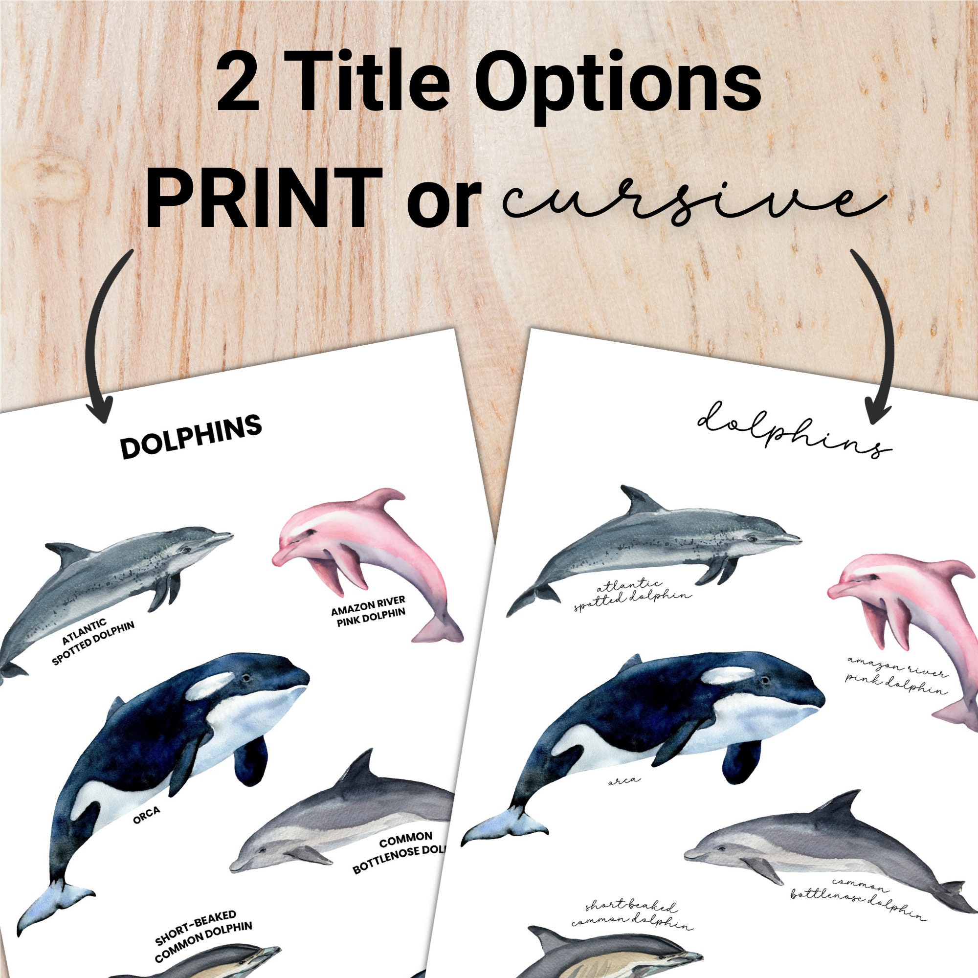 Watercolor Dolphins Poster: Sea Animals Educational Nature Wall Art ...