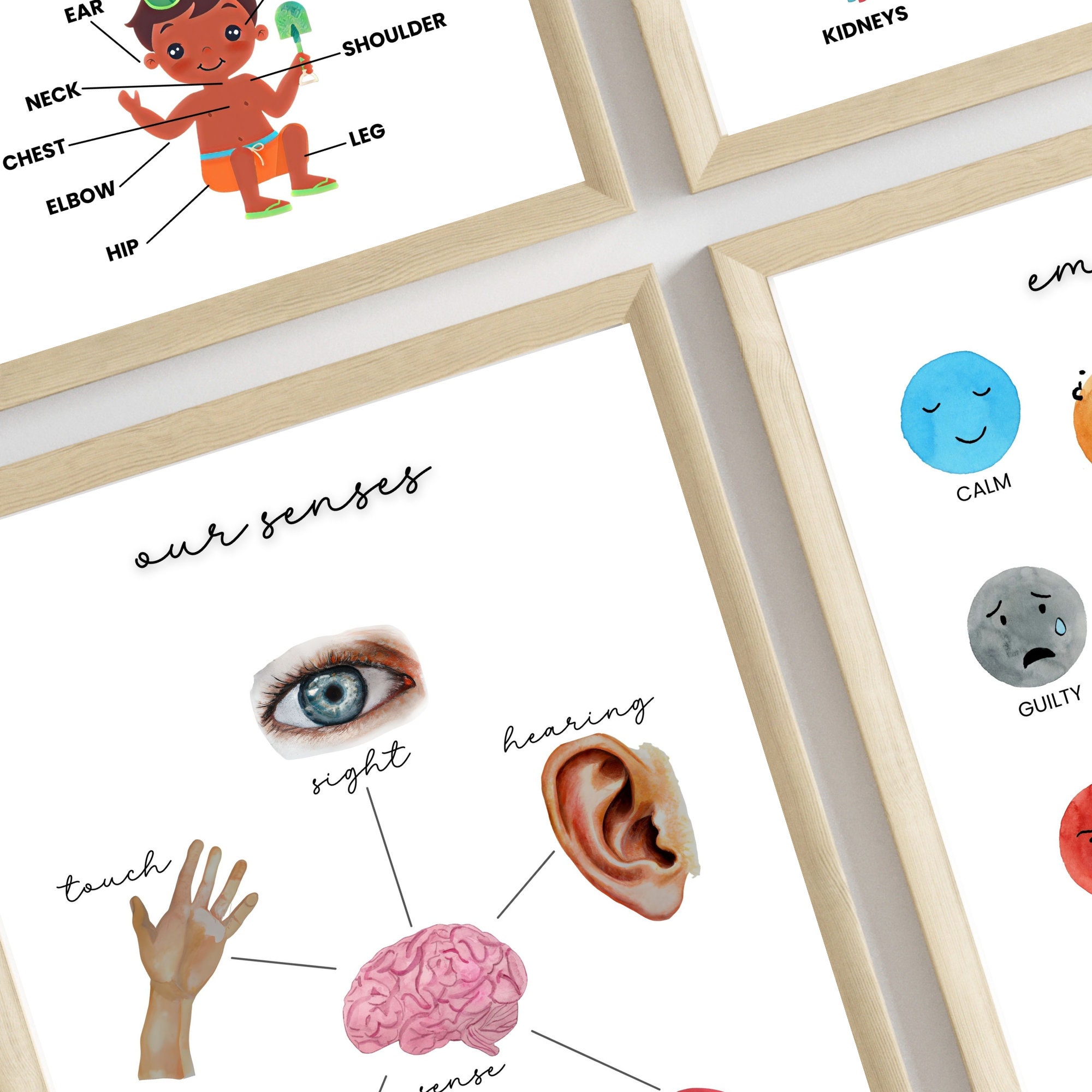 Body, Organs, Senses & Emotions - Set of 4 Watercolor Posters ...
