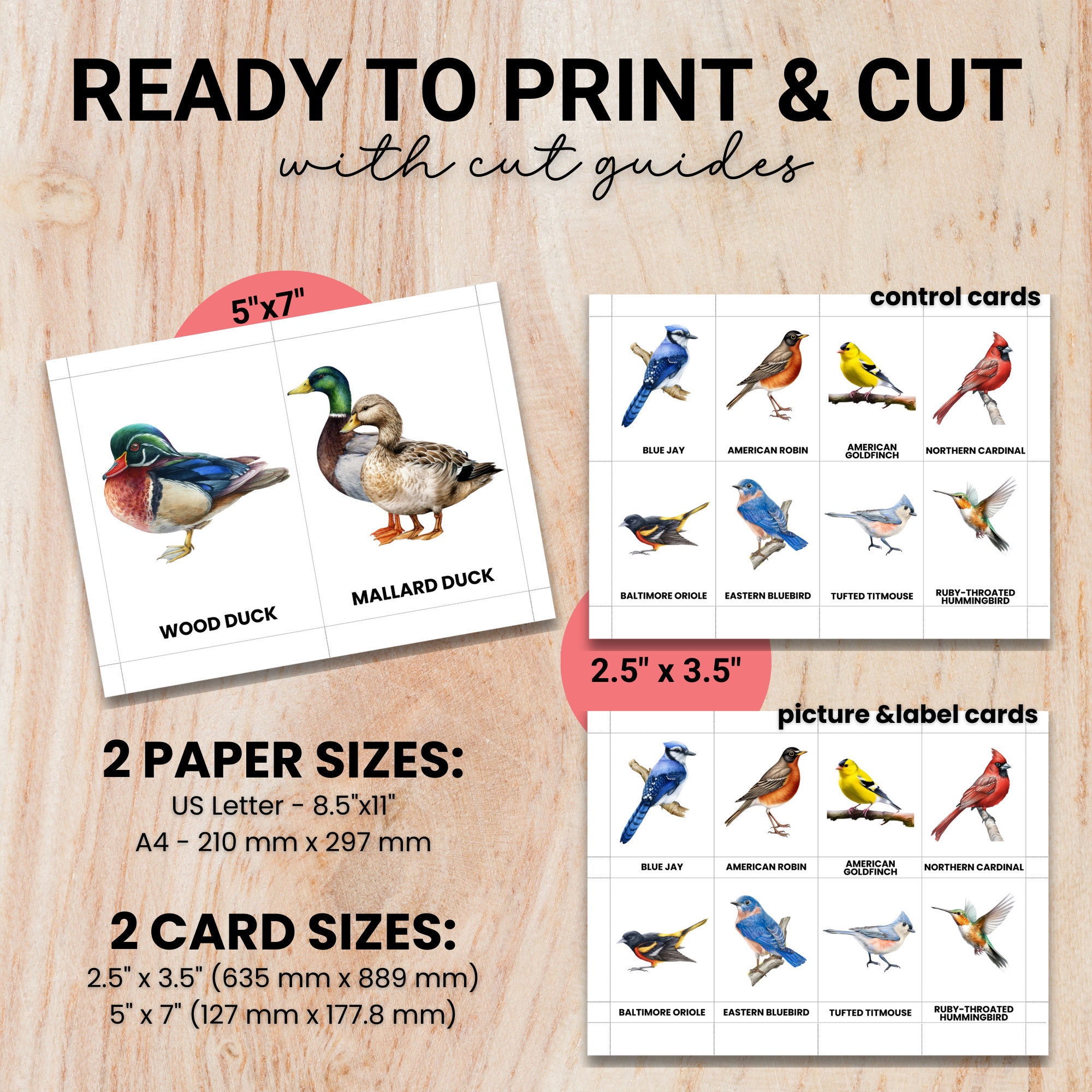 Watercolor North American Birds Flashcards: Montessori Learning ...