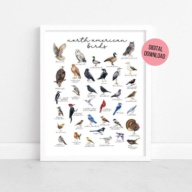 Watercolor North American Birds Poster, Birds Wall Decor, Homeschool ...