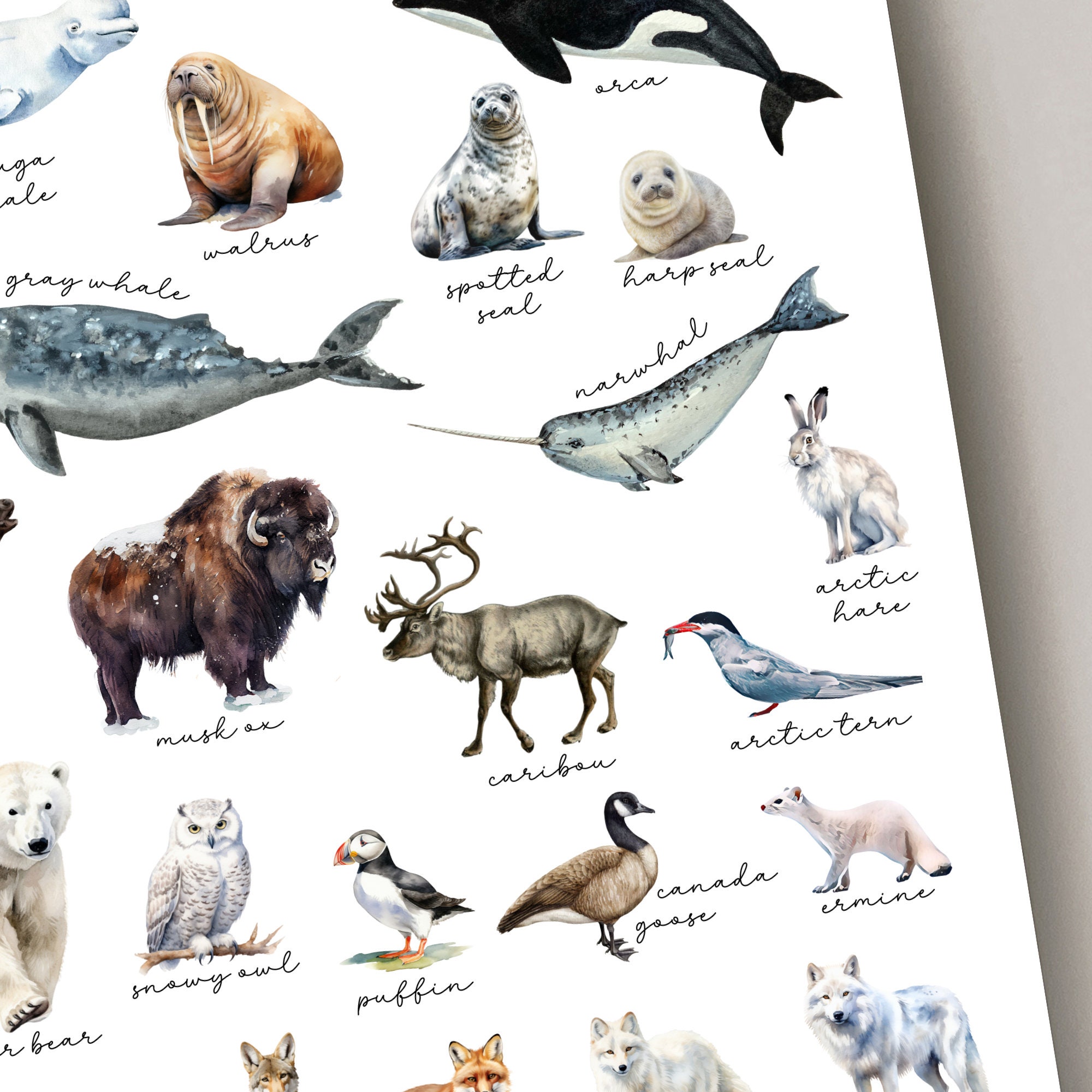 Polar Animals Flashcards | Three-part Montessori Flashcards | 22 Arctic ...