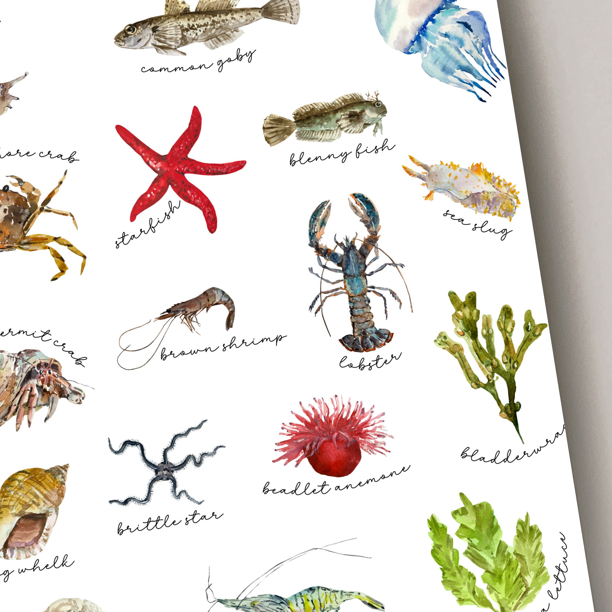 Watercolor Tidepool Creatures Poster: Educational Nature Wall Art ...