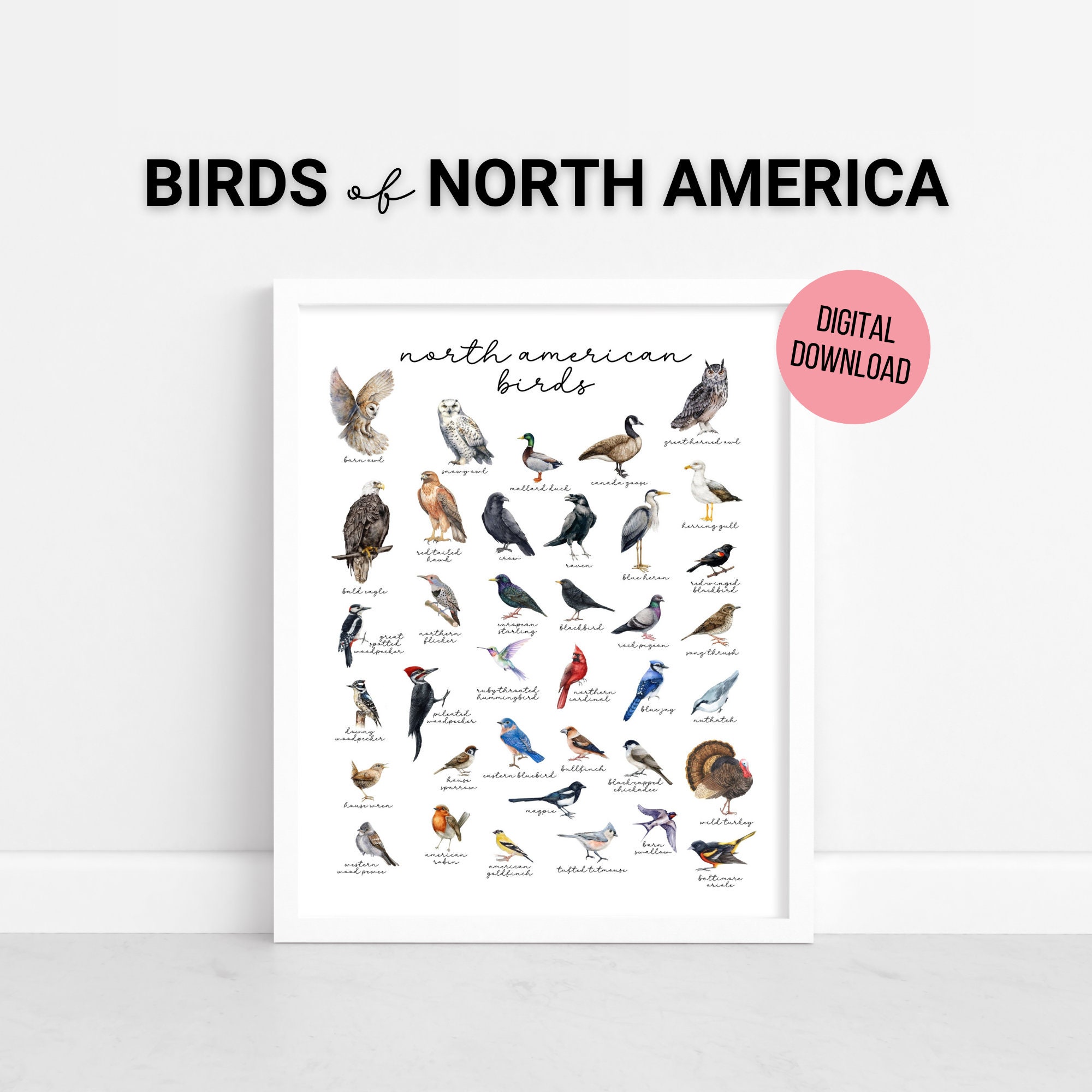 Watercolor North American Birds Poster, Birds Wall Decor, Homeschool ...