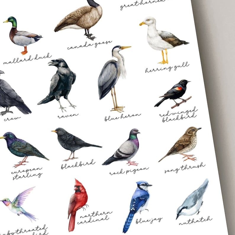 Watercolor North American Birds Poster Birds Wall Decor - Etsy