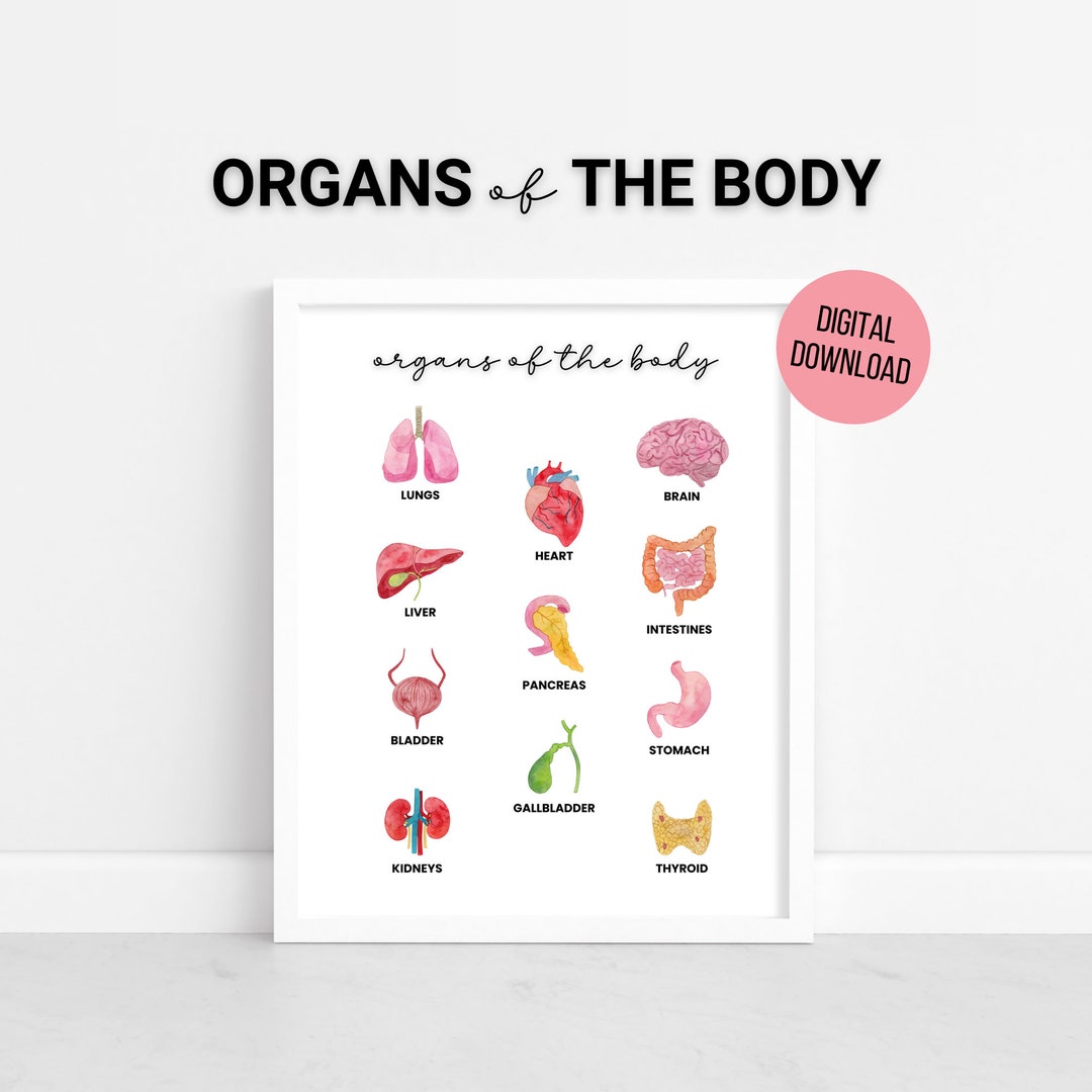 Watercolor Human Organs Poster, Organs of the Body, Homeschool ...