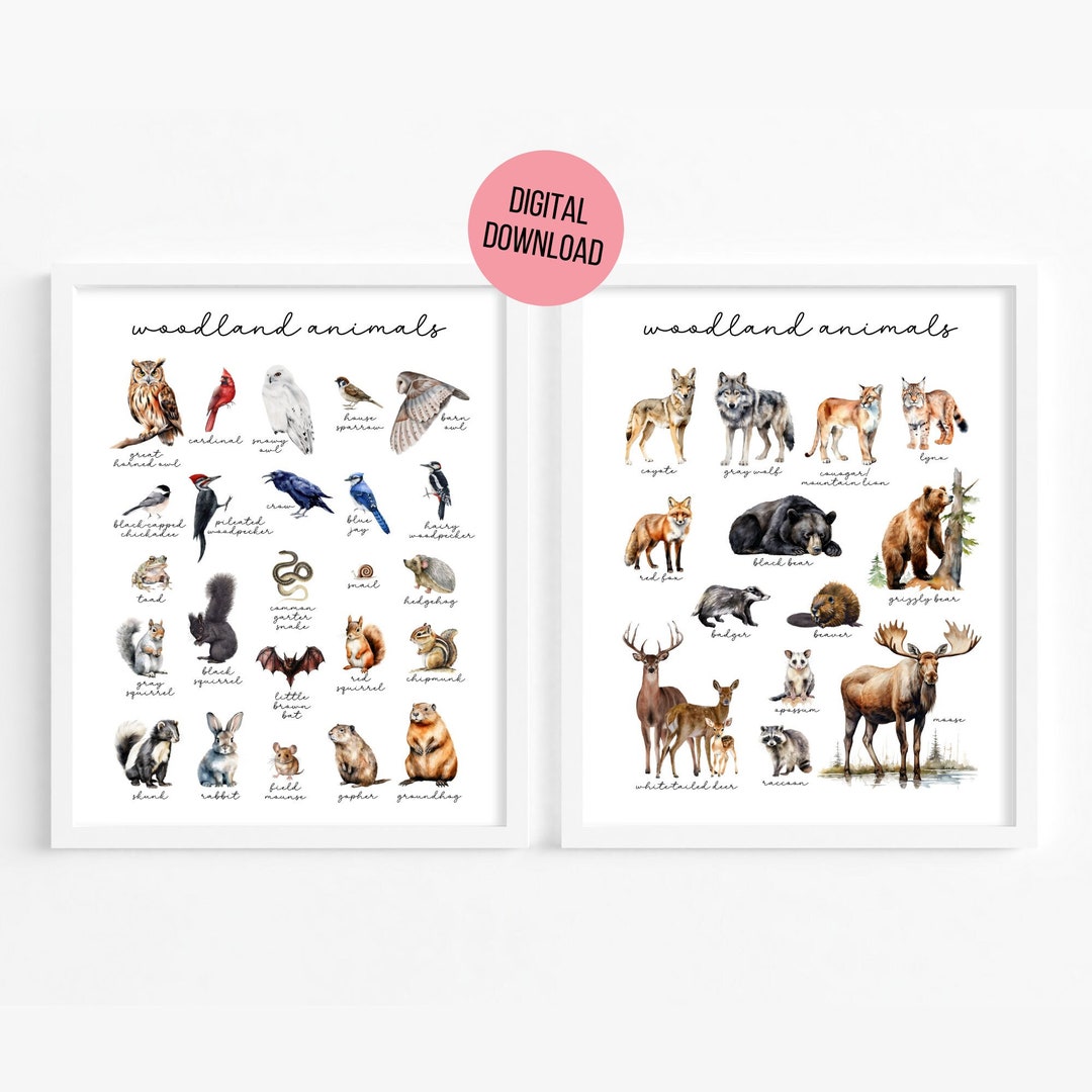 Watercolor Woodland Animals Posters Homeschool Printable - Etsy