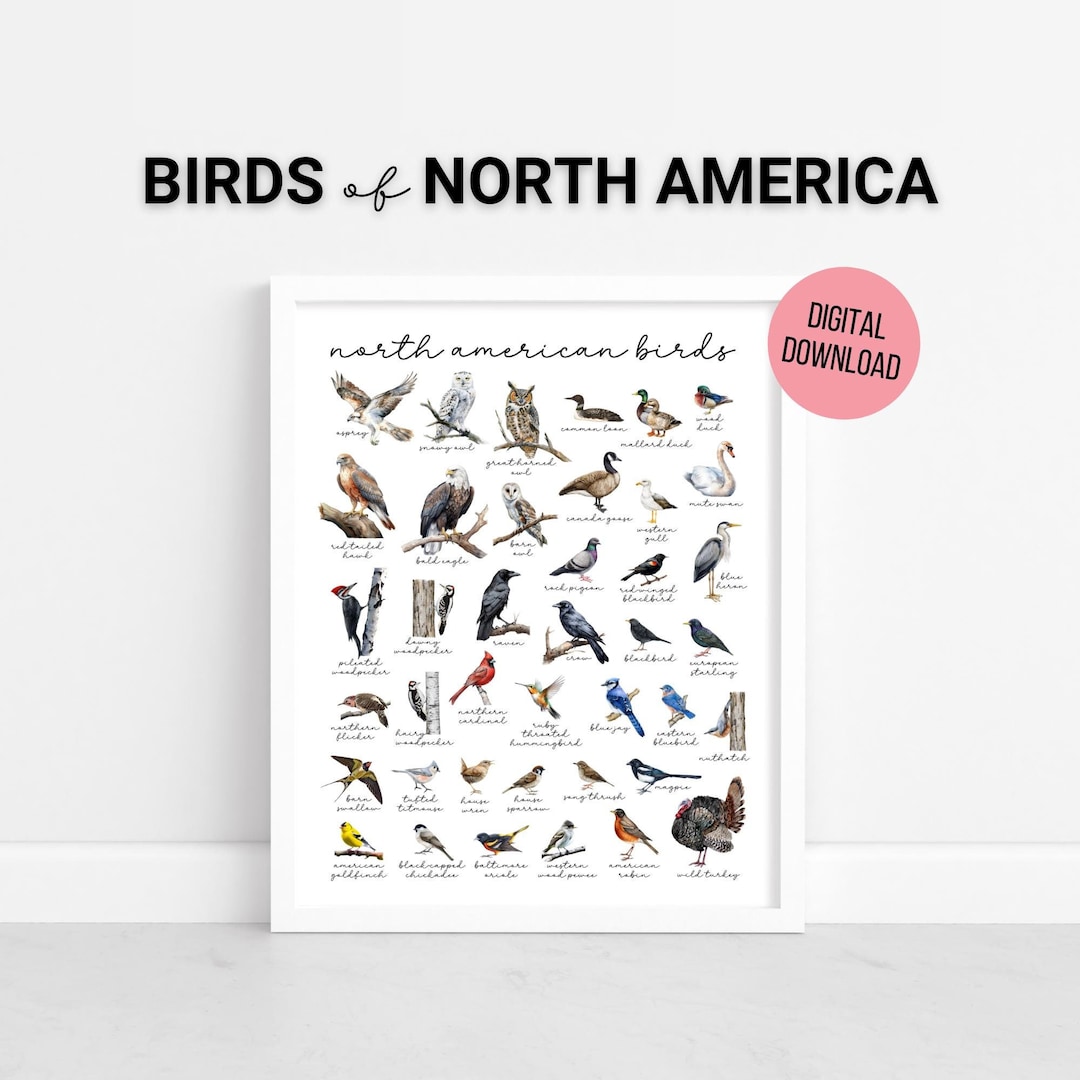 Watercolor North American Birds Poster: Homeschool Science Art (digital ...