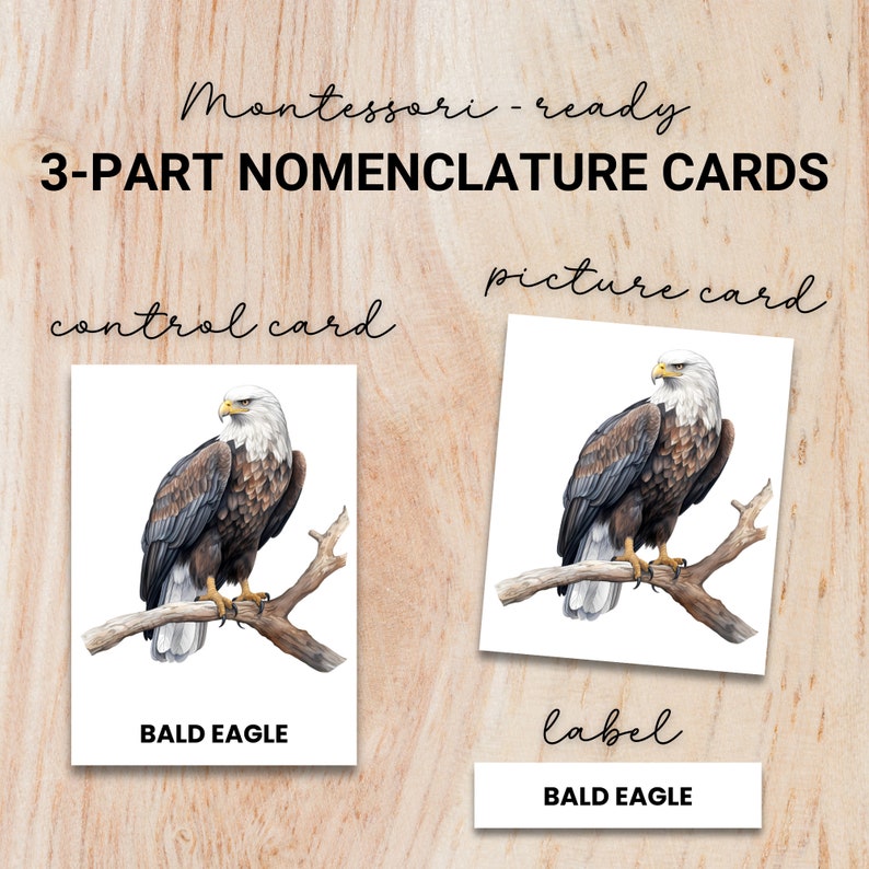 Watercolor North American Birds Flashcards: Montessori Learning ...