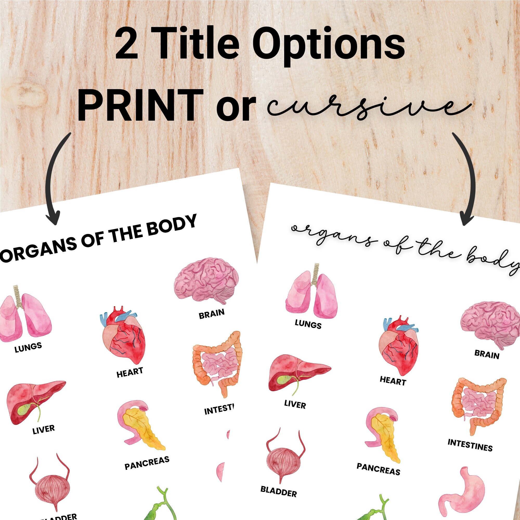 Watercolor Human Organs Poster, Organs of the Body, Homeschool ...
