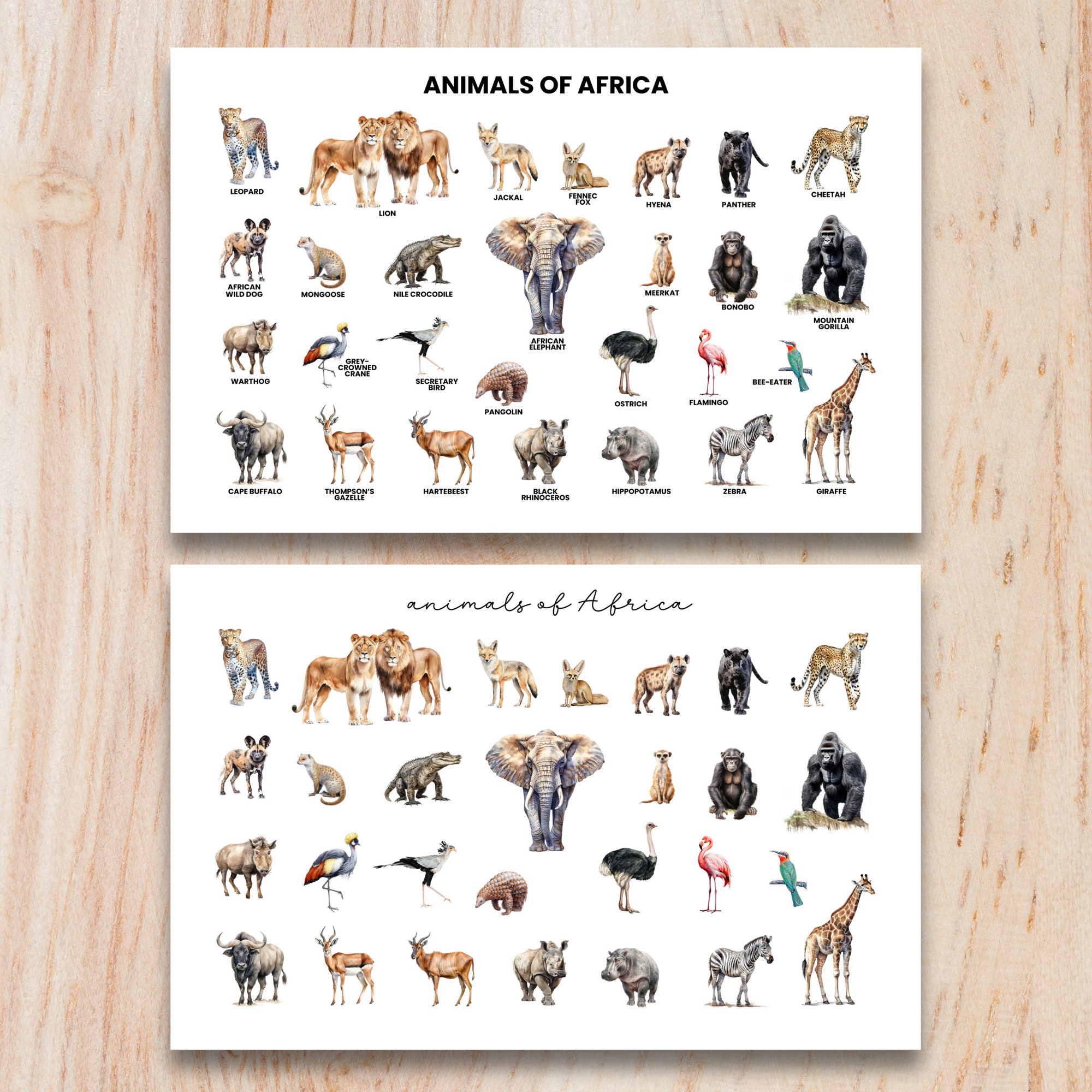 African Animals Poster & Flashcard Bundle, Wildlife Art Print ...