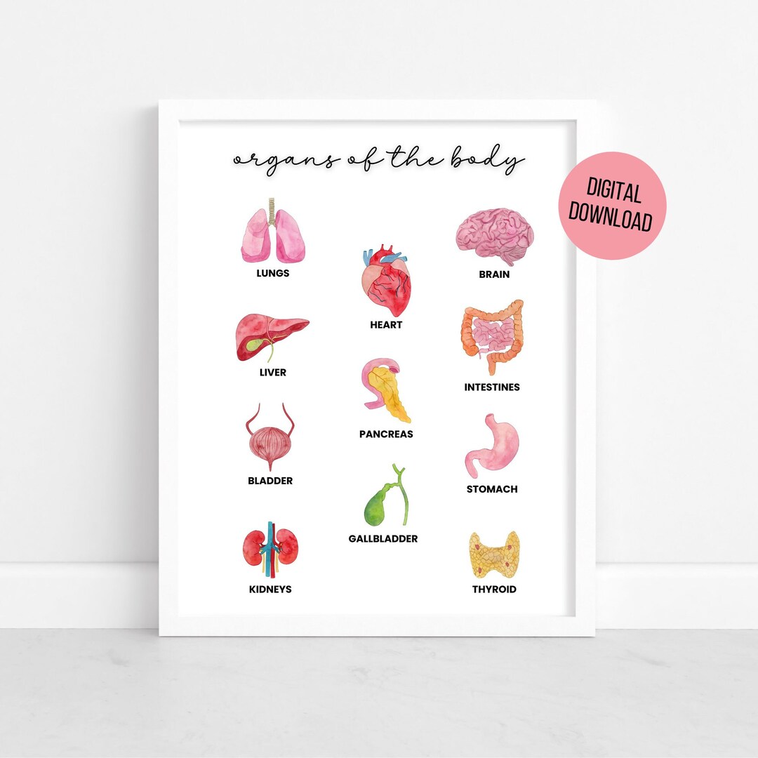 Watercolor Human Organs Poster Organs of the Body Homeschool - Etsy