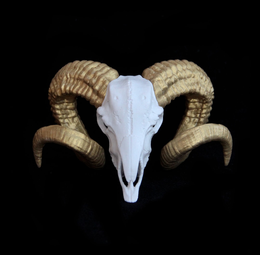 Ram Skull, Horn, White and Gold, Antler, Goat Skull, Animal Skull Shelf ...