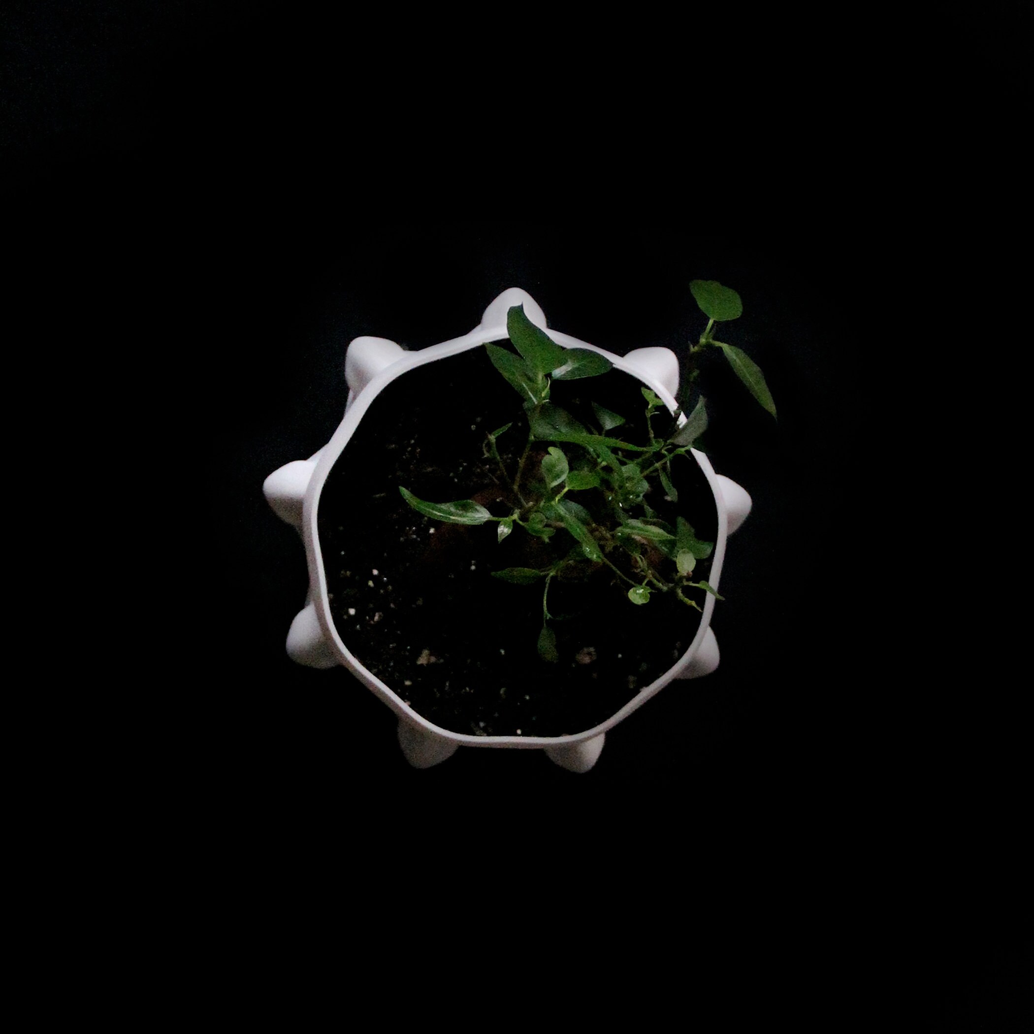 Polyface Planter, Multiface Pot, Face Flower Pot, Head Planter, Cute ...