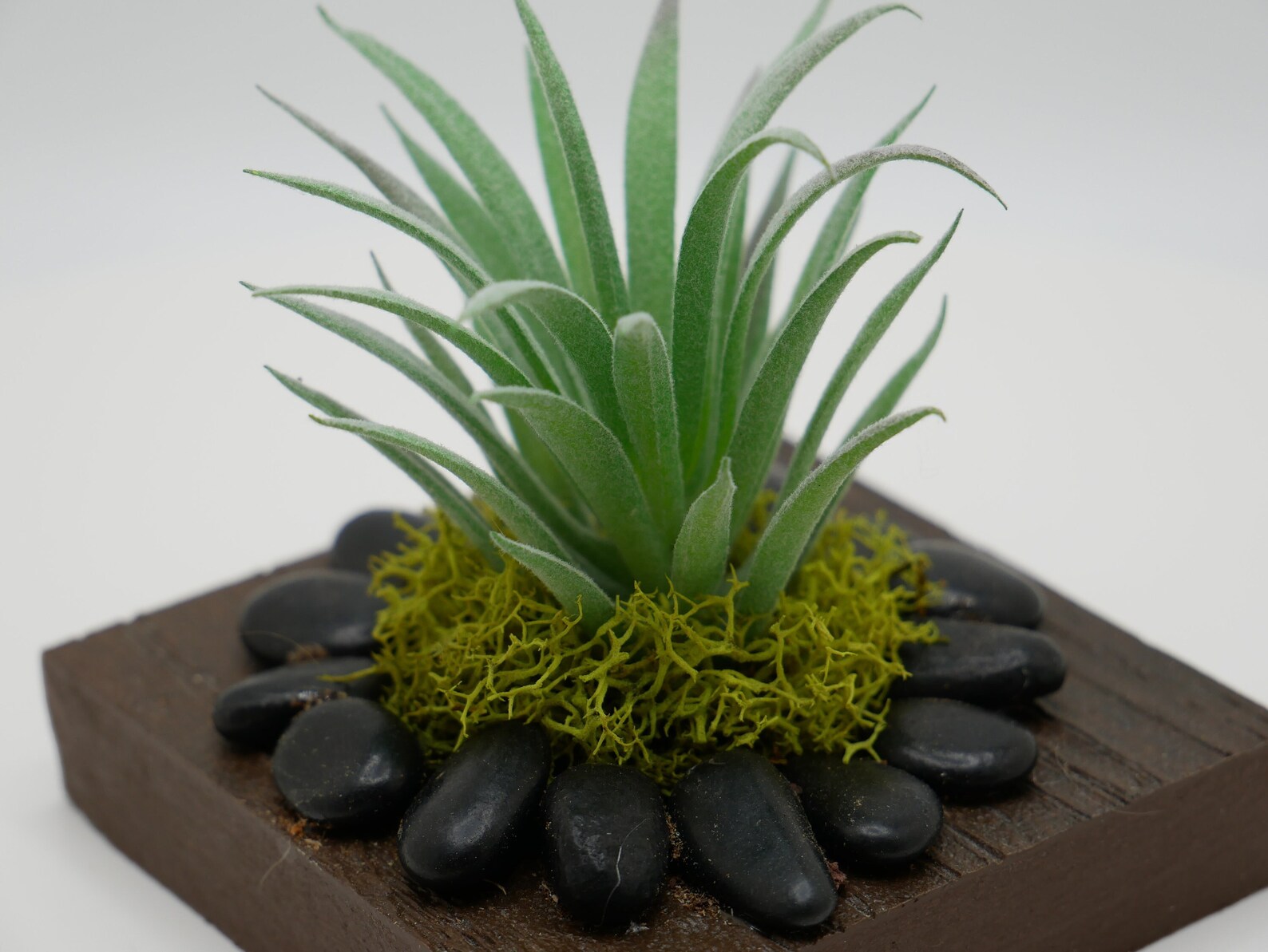 Mini Fake Air Plant, Air Plant Display, Air Plant Holder, Office ...