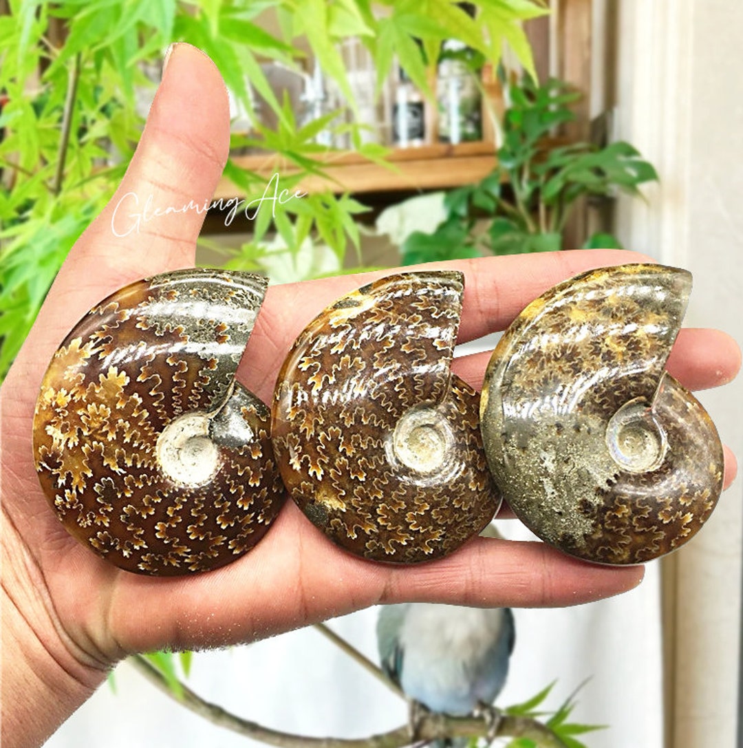 Natural Ammonite Fossil Specimen, Ammonite Fossil Quartz Crystal ...