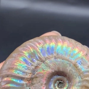 Natural Opalized Ammonite Specimen, Fossil Quartz Crystal, Mineral ...
