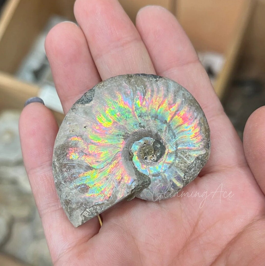 Natural Opalized Ammonite Specimen, Fossil Quartz Crystal, Mineral ...