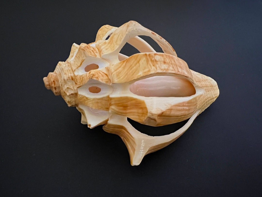 Sliced Shell, Golden Decorative Seashell, 3.5"-4", Beach Decor, Craft ...