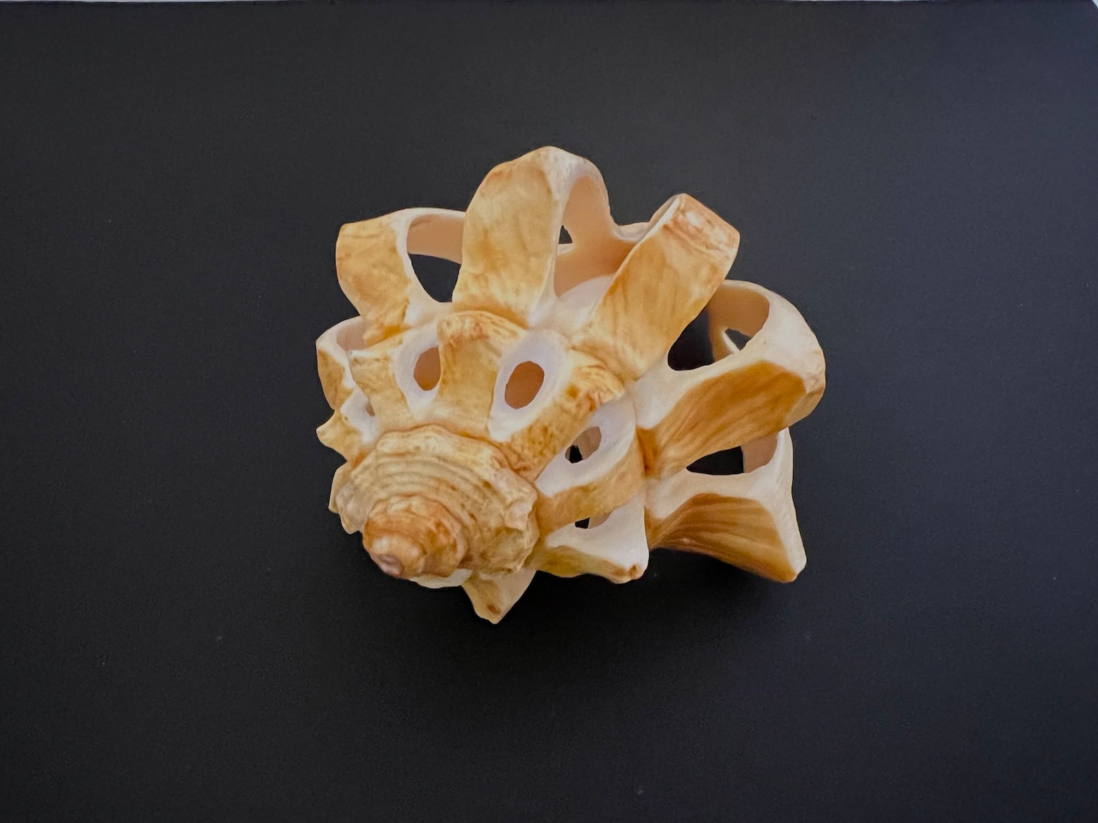 Sliced Shell, Golden Decorative Seashell, 3.5"-4", Beach Decor, Craft ...