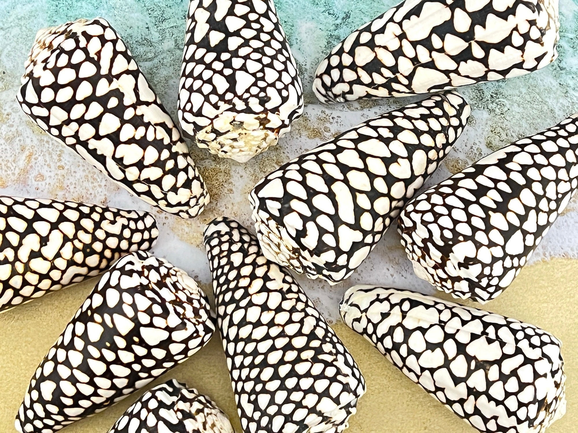 Marble Cone Shell, 3-4, Conus Marmoreus, Shell Collector, Crafts, Beach ...