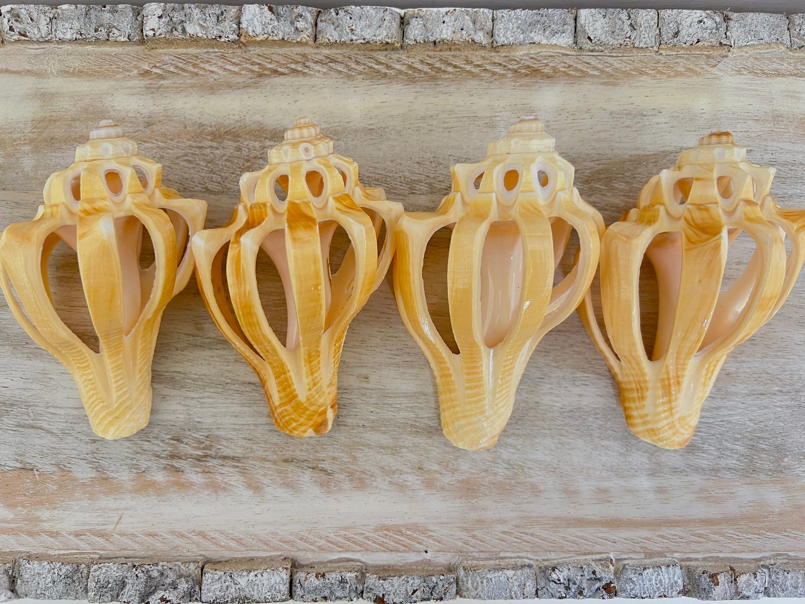 Sliced Shell, Golden Decorative Seashell, 3.5"-4", Beach Decor, Craft ...