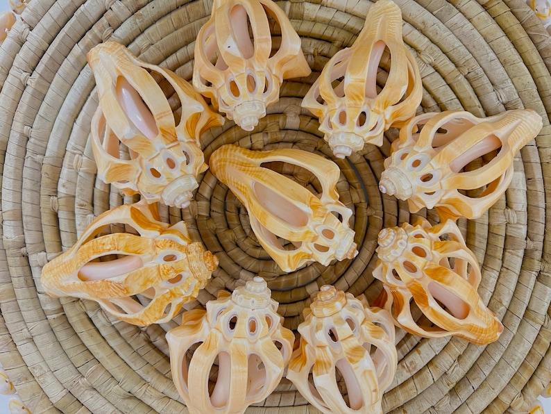 Sliced Shell, Golden Decorative Seashell, 3.5"-4", Beach Decor, Craft ...