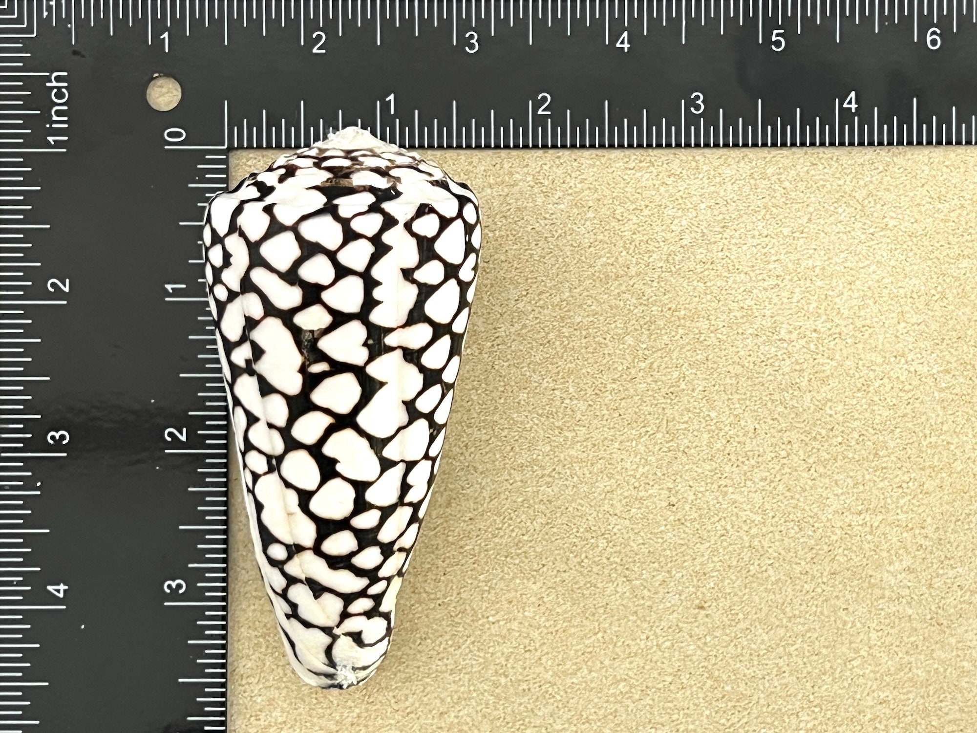 Marble Cone Shell, 3-4, Conus Marmoreus, Shell Collector, Crafts, Beach ...