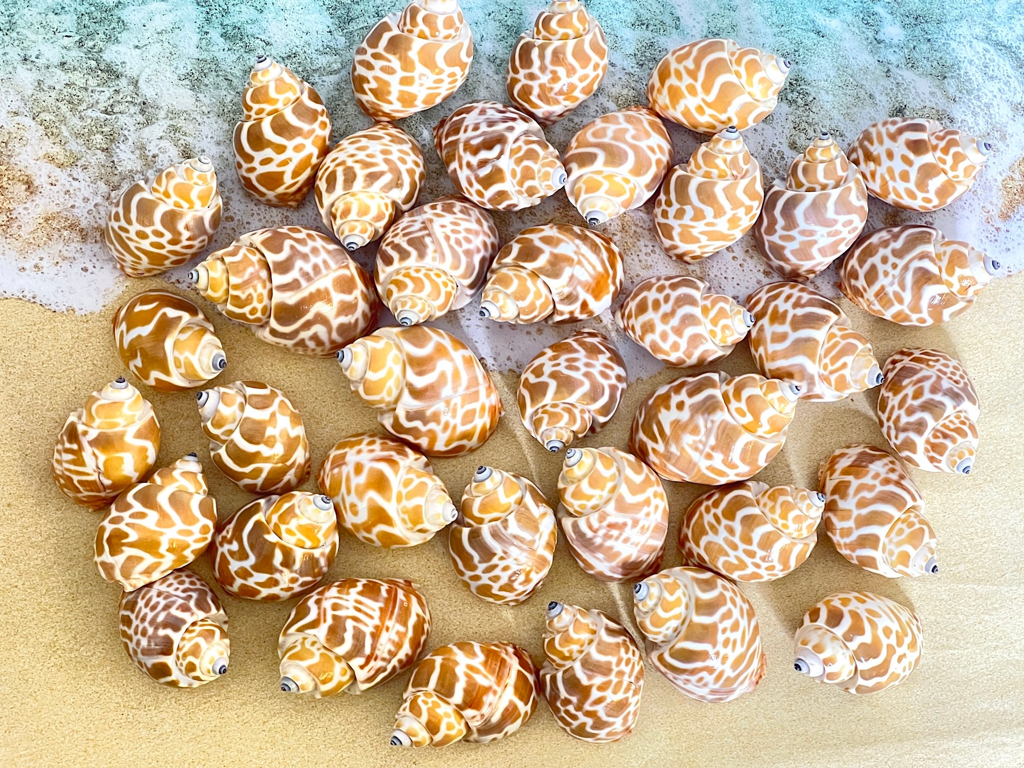 Babylon Shell, Babylonia Spirata, Japanese, Tan and White Patterned ...