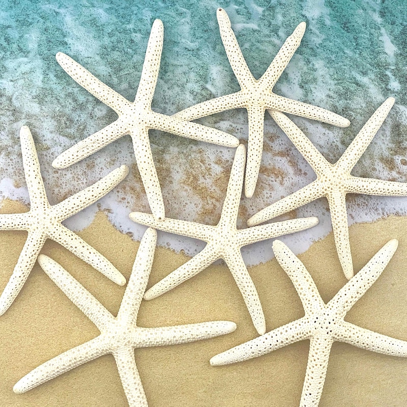 4 Inch Finger Starfish - Etsy